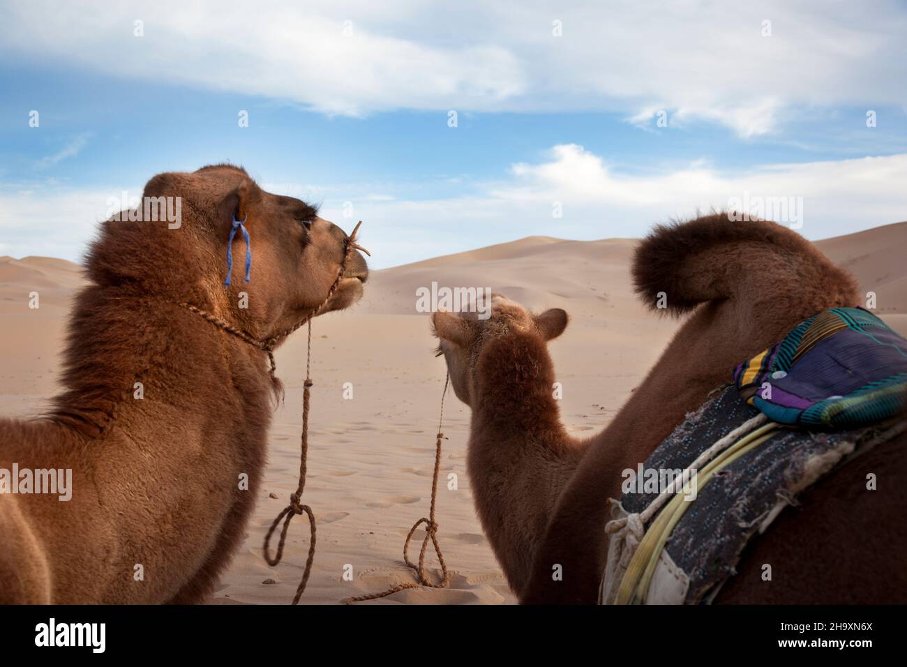 Camel in the Gobi Desert Stock Photo - Alamy