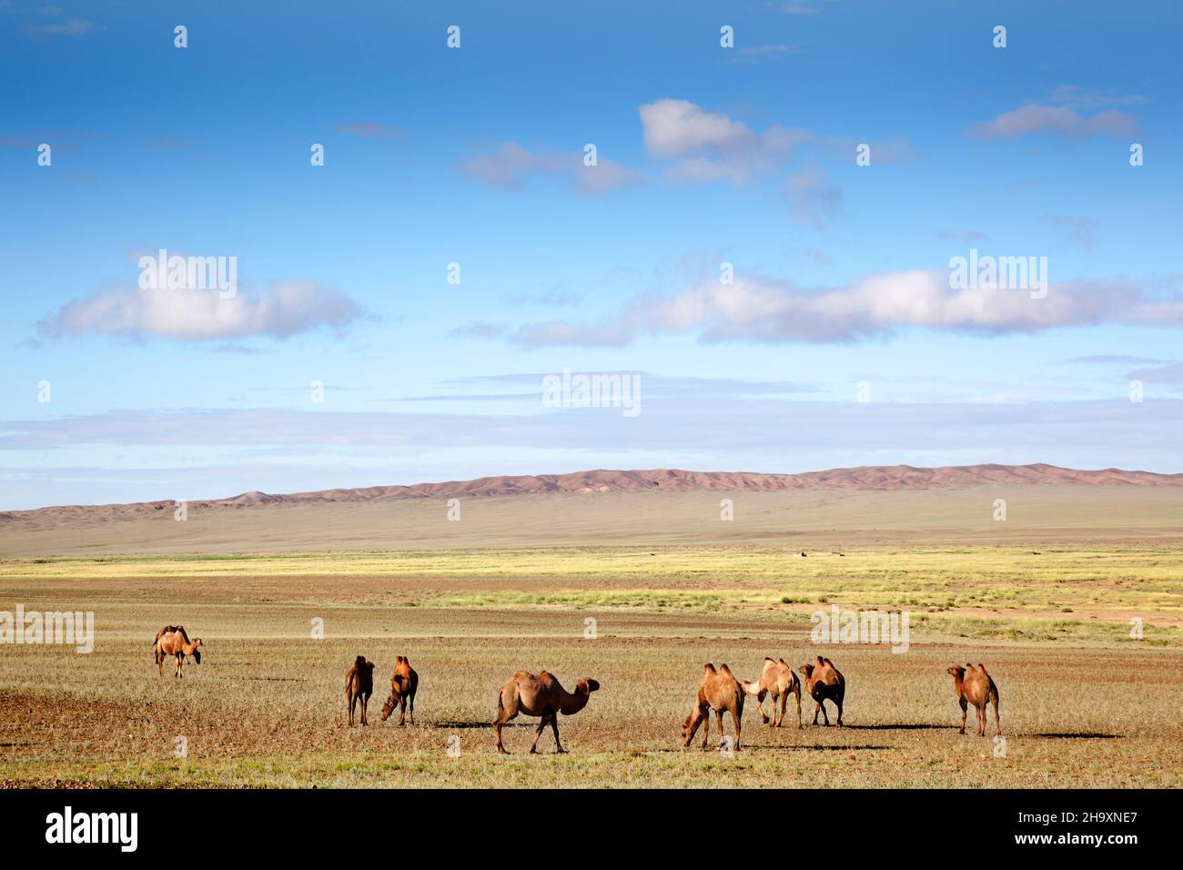 a caravan of camels restingand eating in the sand of the Gobi Desert ...