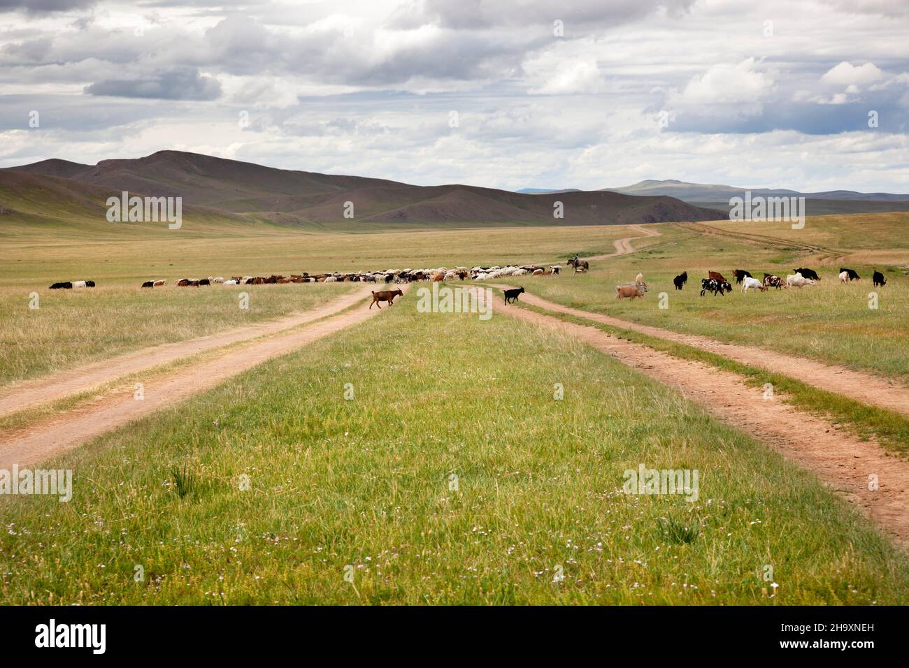 a herd of goats with their shepherd on horseback, crossing a road in ...