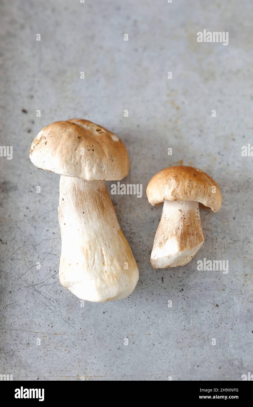 Two fresh ceps Stock Photo - Alamy