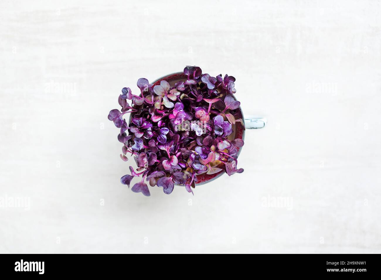 Red radish cress in a vintage cup Stock Photo - Alamy