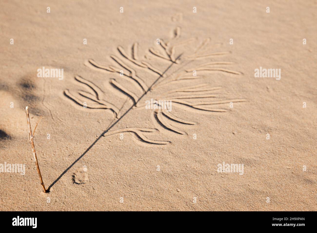 tree drawn in the sand Stock Photo - Alamy