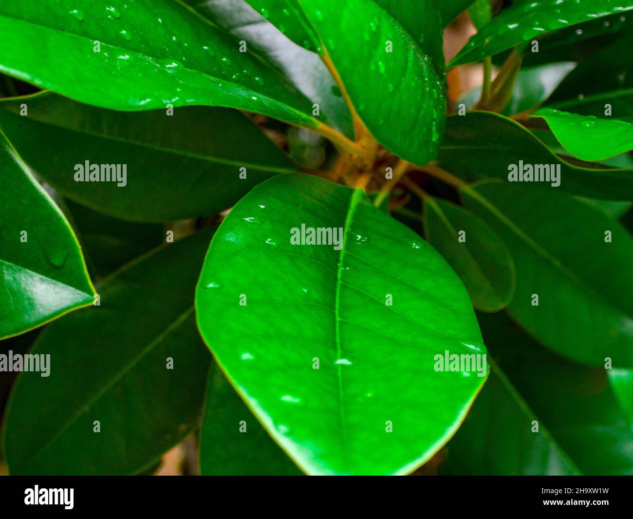 Beautiful magnolia leaves with water drops in a tropical park as a ...
