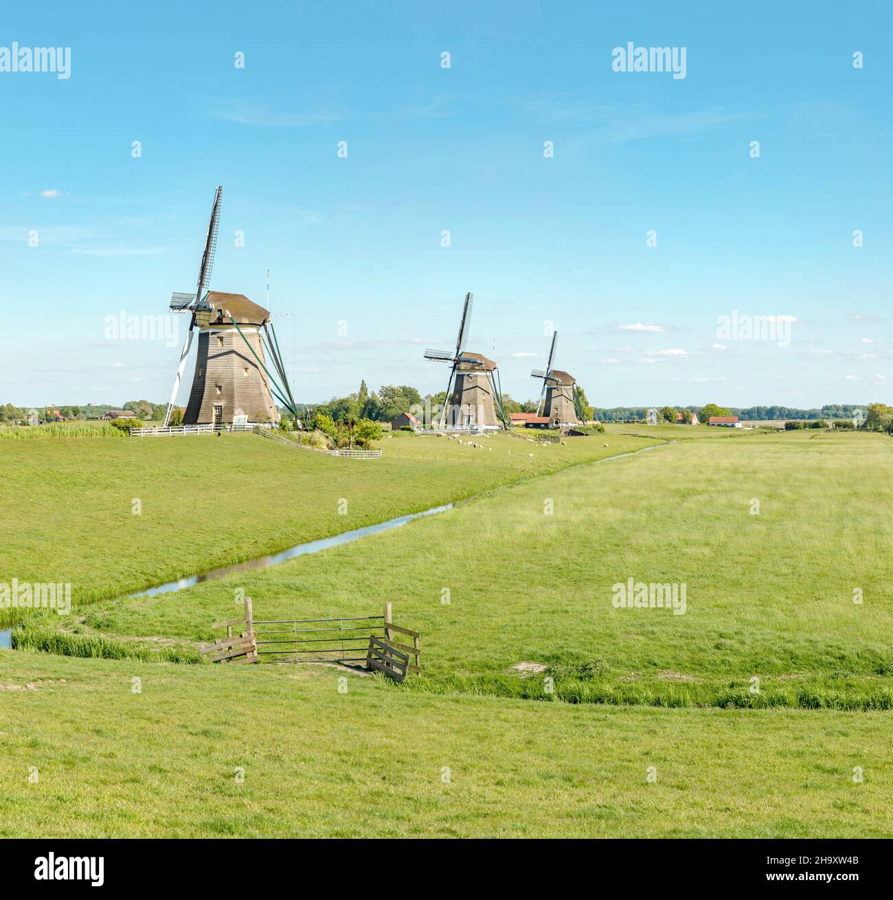The three windmill of Stompwijk Stock Photo - Alamy