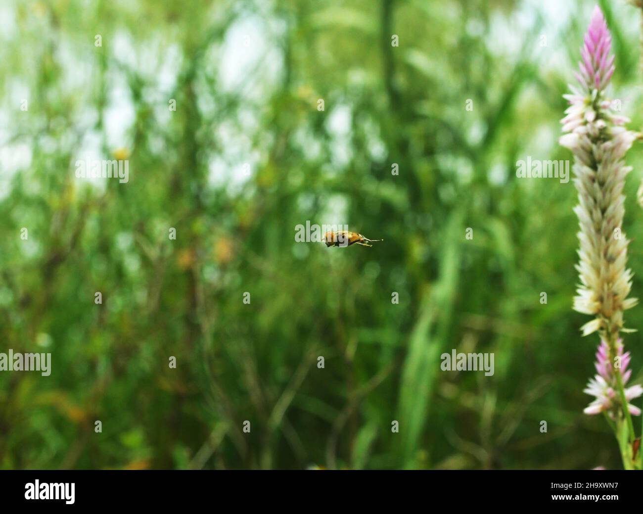 fly fake bee flying Stock Photo - Alamy