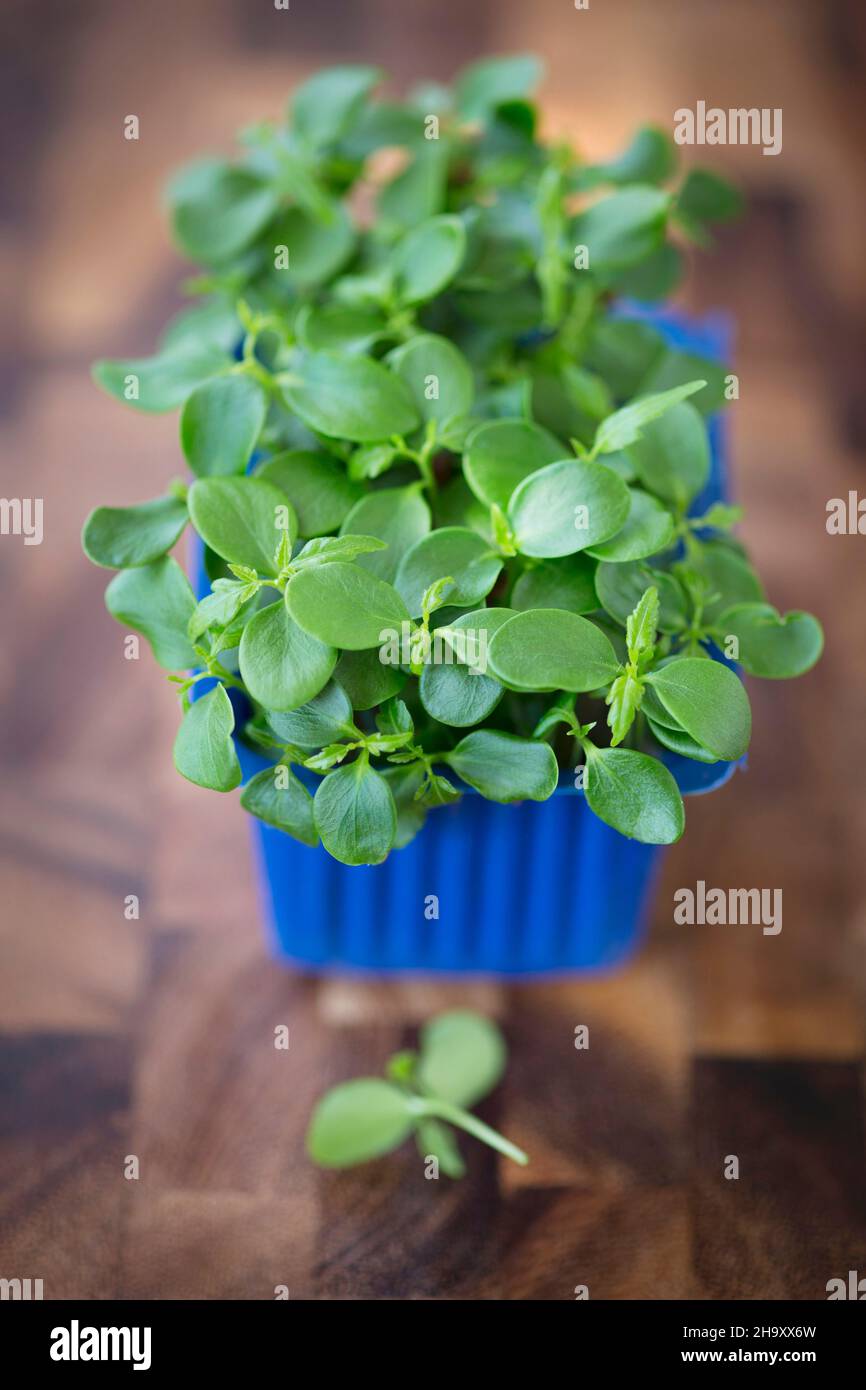 Tahoon cress hi-res stock photography and images - Alamy