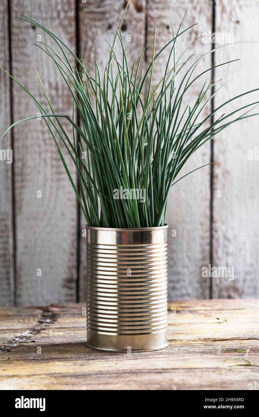 Chives container hi-res stock photography and images - Alamy