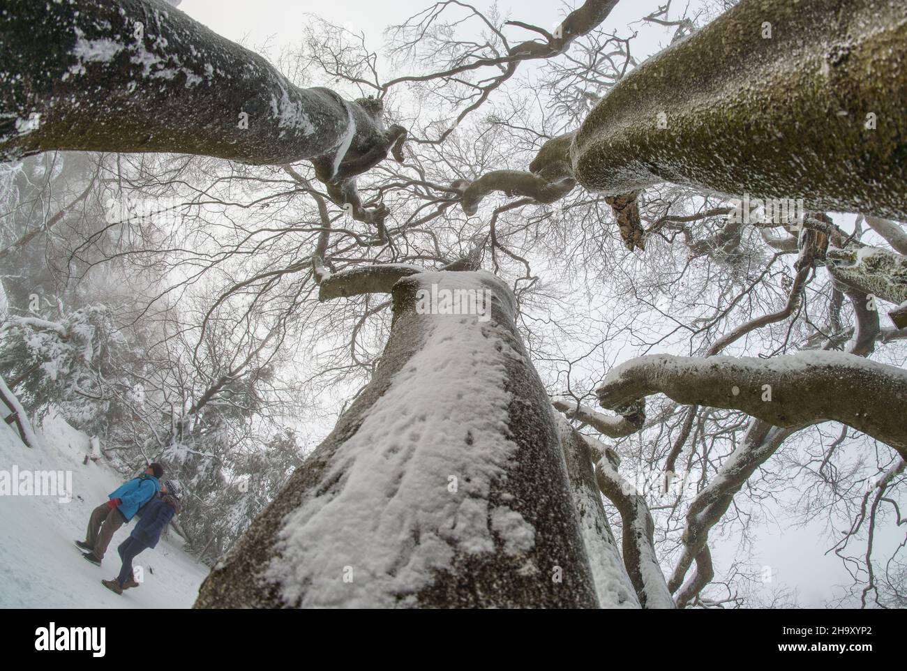Schmitten, Germany. 09th Dec, 2021. Bent beech trunks rise into the ...