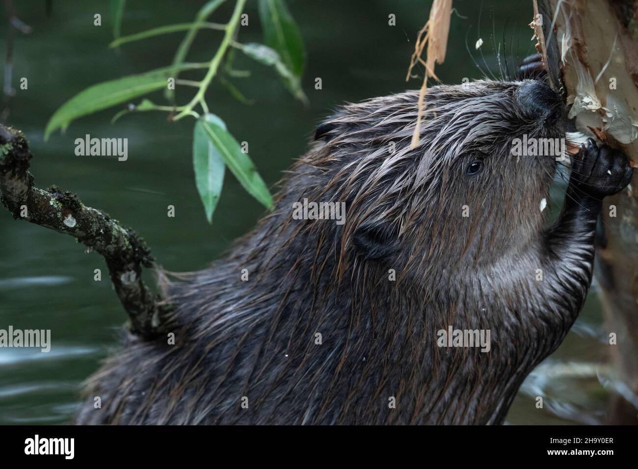 Beaver britain gnaw hi-res stock photography and images - Alamy