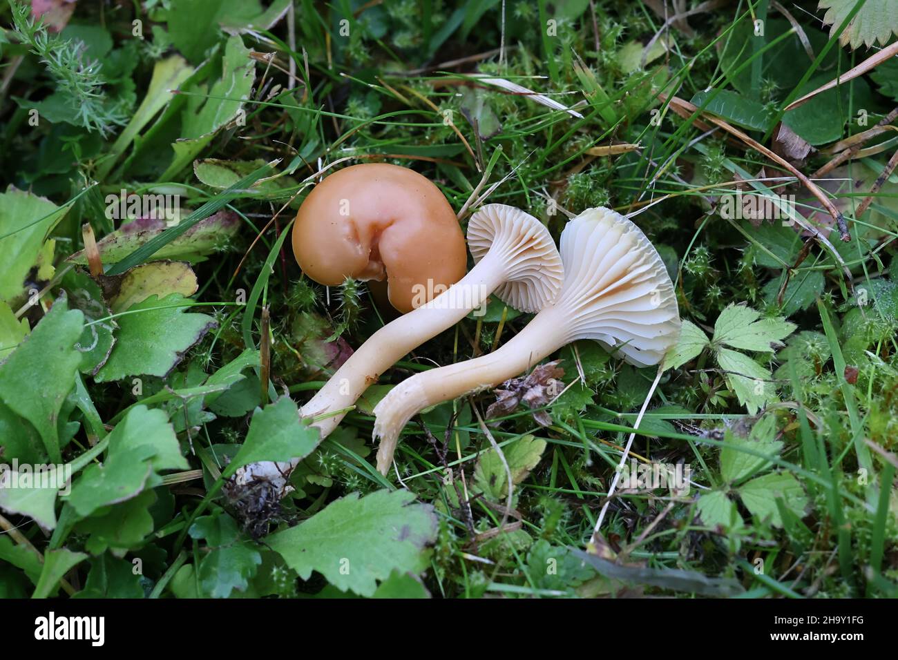 Cuphophyllus pratensis, known as meadow waxcap, meadow waxy cap, salmon ...