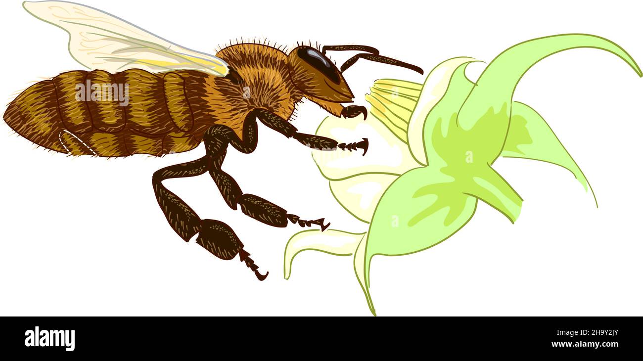 Bee. Vector illustration Stock Vector Image & Art - Alamy