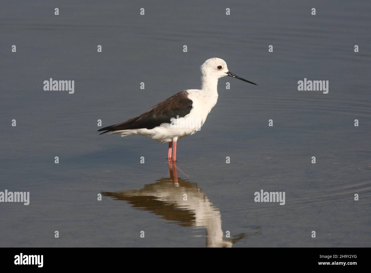 Black winged stilt breeding uk hi-res stock photography and images - Alamy