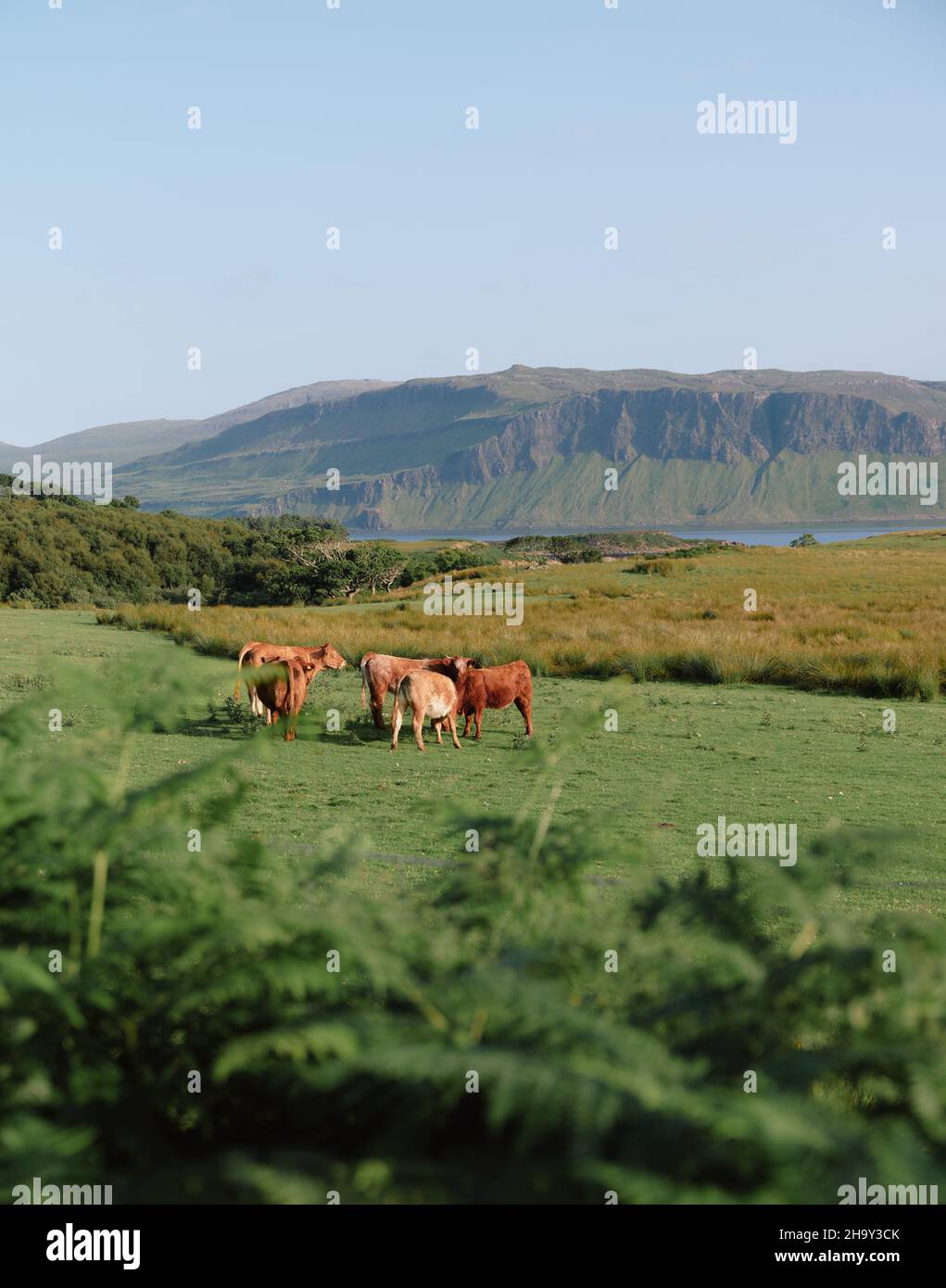 Scottish agriculture hi-res stock photography and images - Alamy