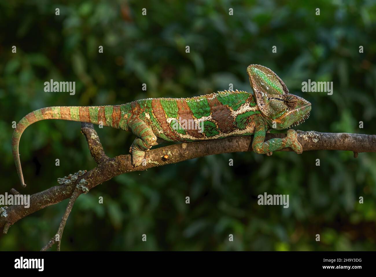 Veiled Chameleon - Chamaeleo calyptratus, large colored beautiful ...
