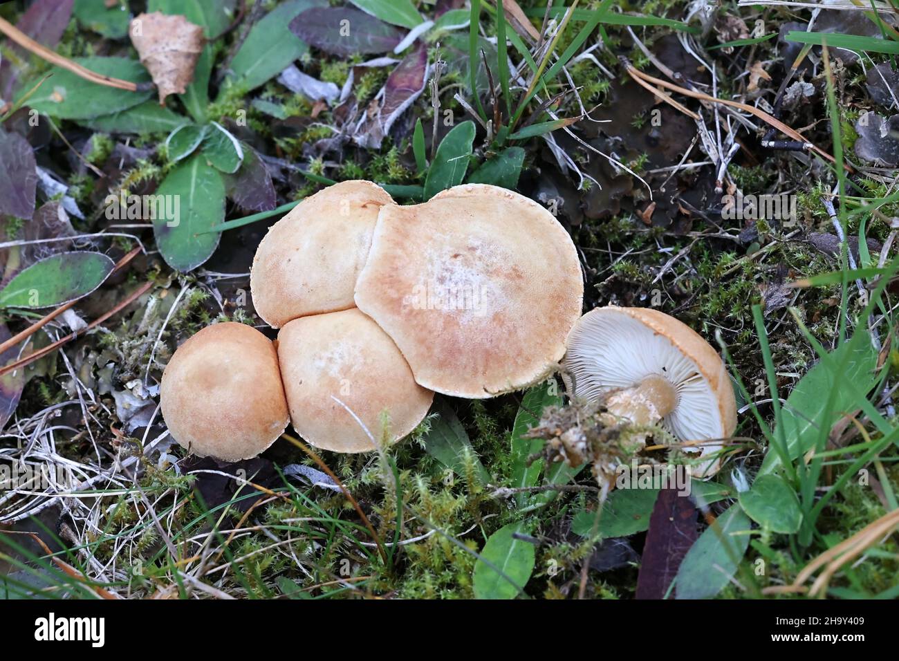 Cystodermella granulosa, also called Cystoderma granulosum, a powdercap ...