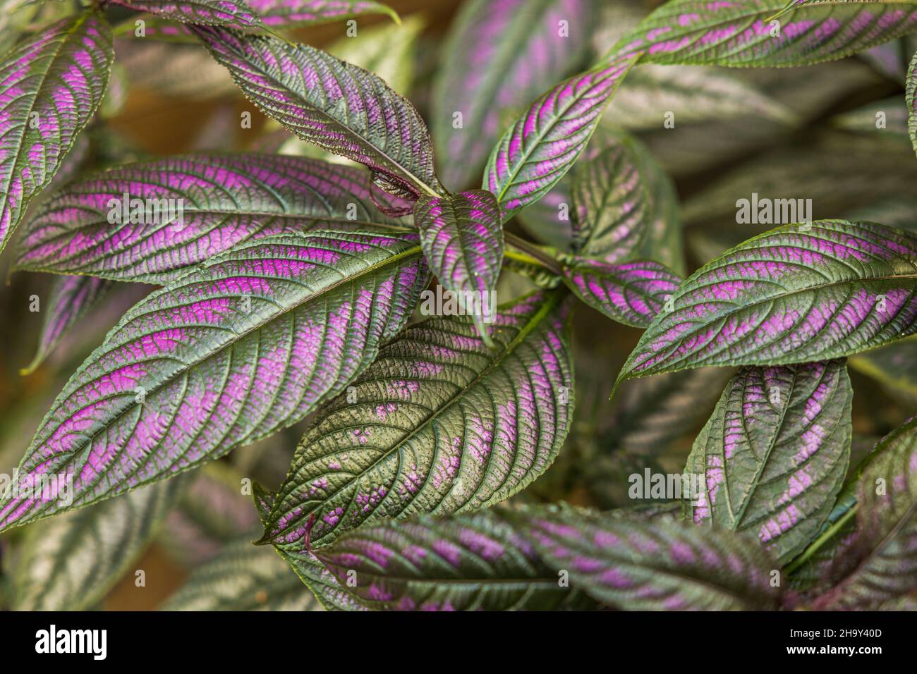 Beautiful top view of Strobilanthes auriculatus dyeriana Persian shield ...