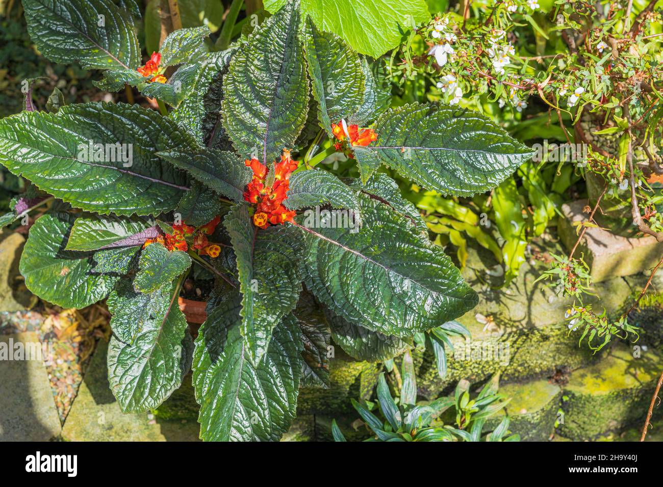 Close up view of orange nugget flower on green background. Beautiful ...