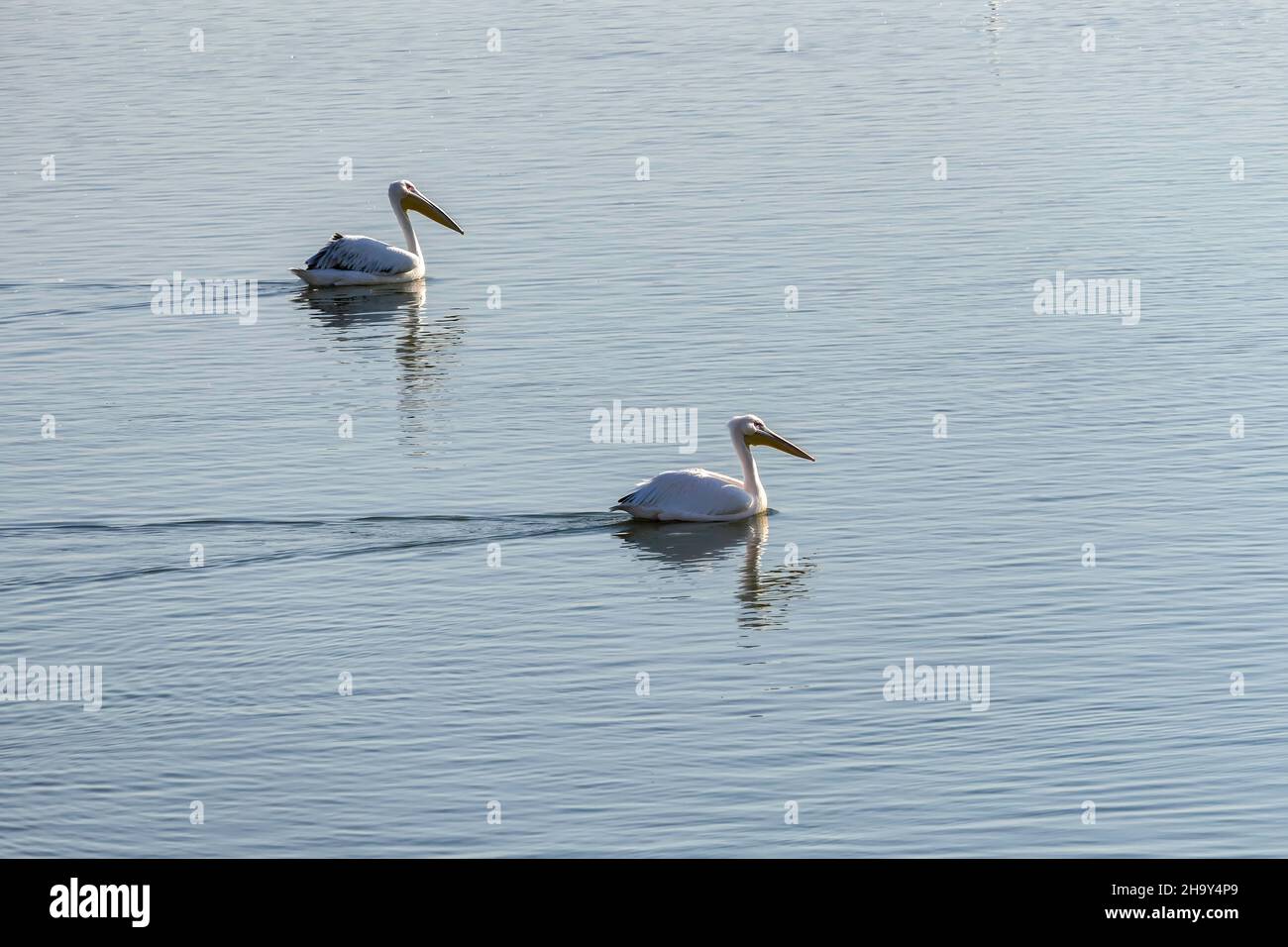 Great white pelicans stopping in Israel during migration Stock Photo ...