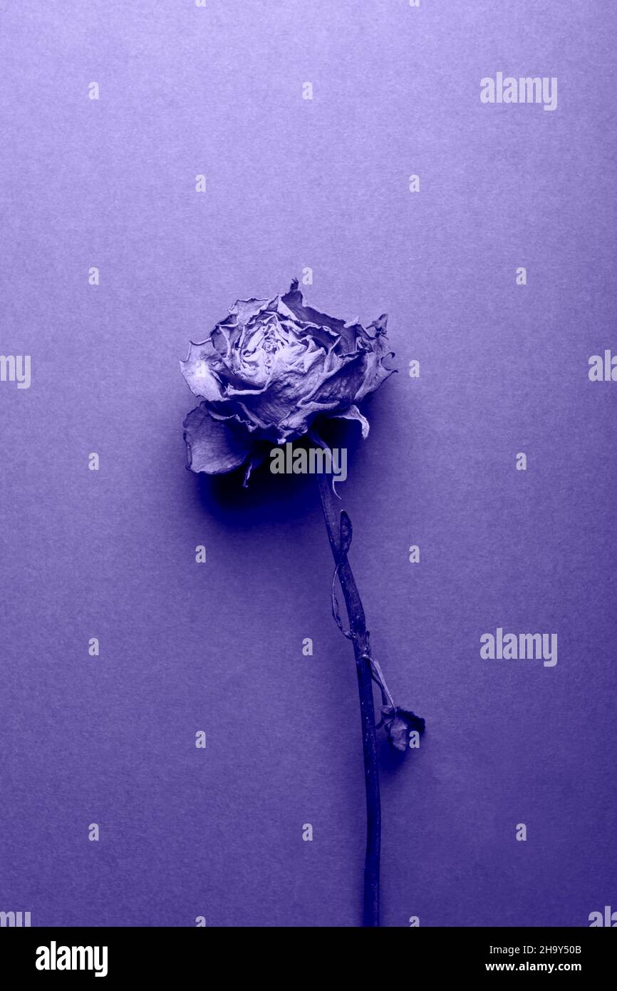 Very peri rose hi-res stock photography and images - Alamy