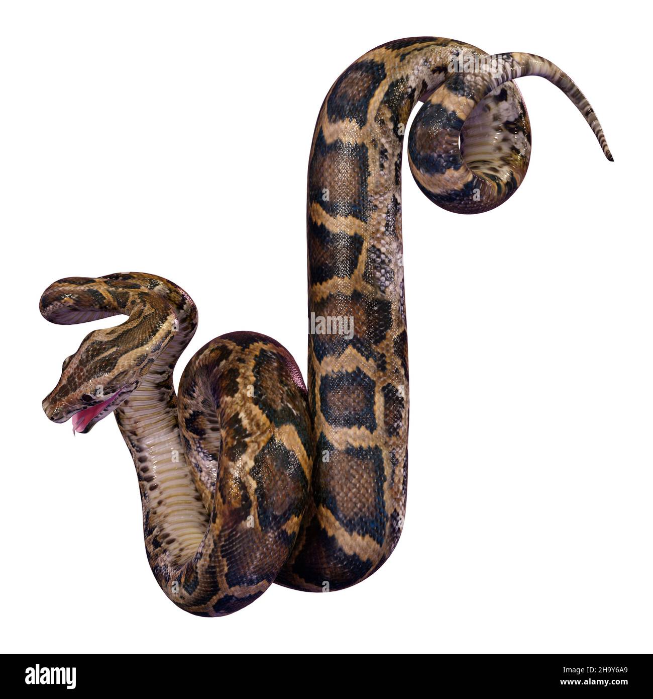 3D rendering of a Burmese python or Python bivittatus, one of the ...