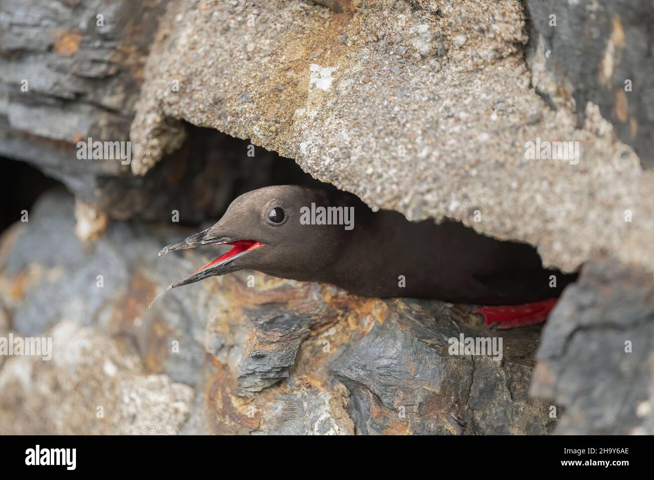 Black guillemot nest hi-res stock photography and images - Alamy