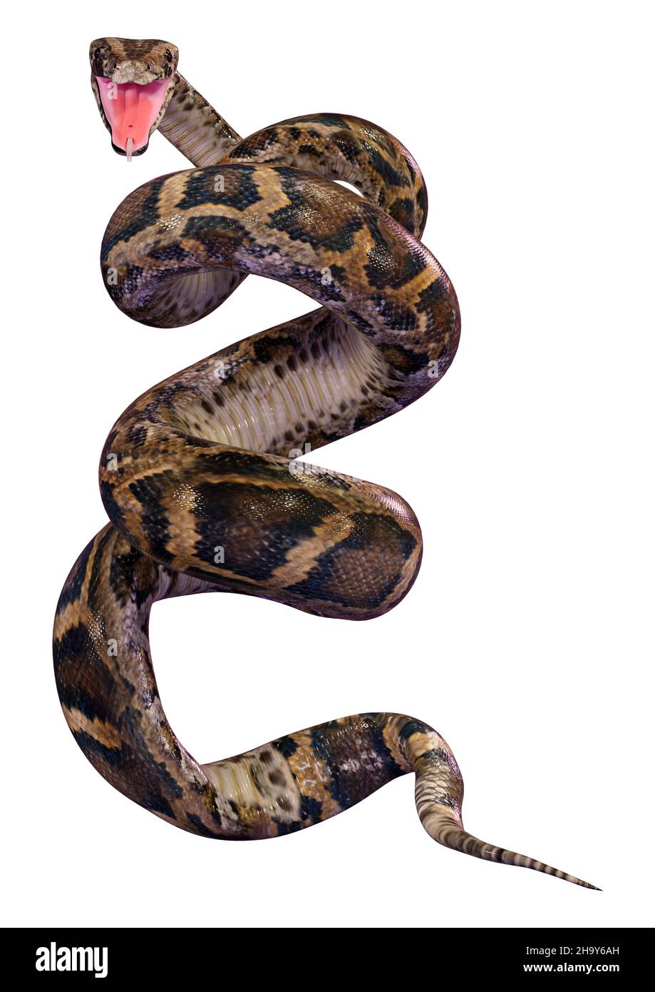 3D rendering of a Burmese python or Python bivittatus, one of the ...