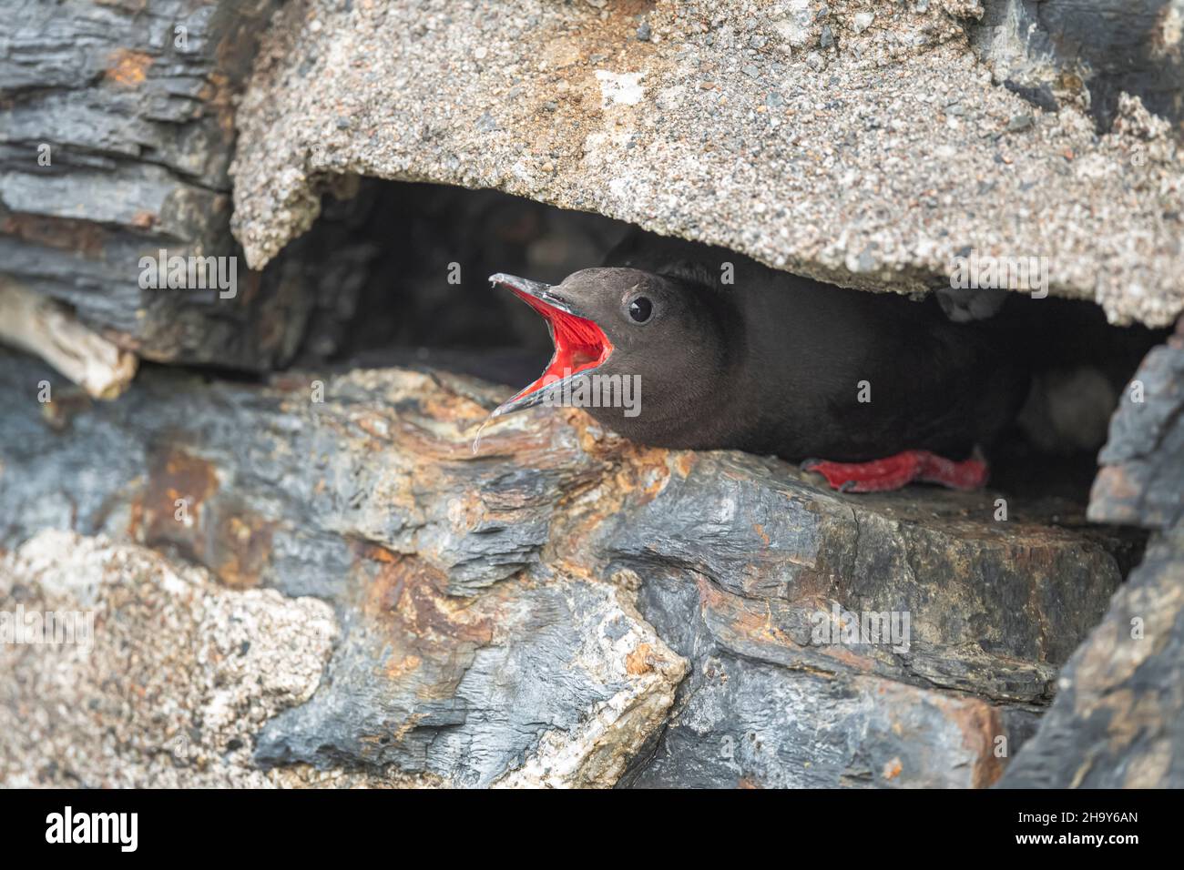 Black guillemot looking out of its nest in the rock, squawking in ...