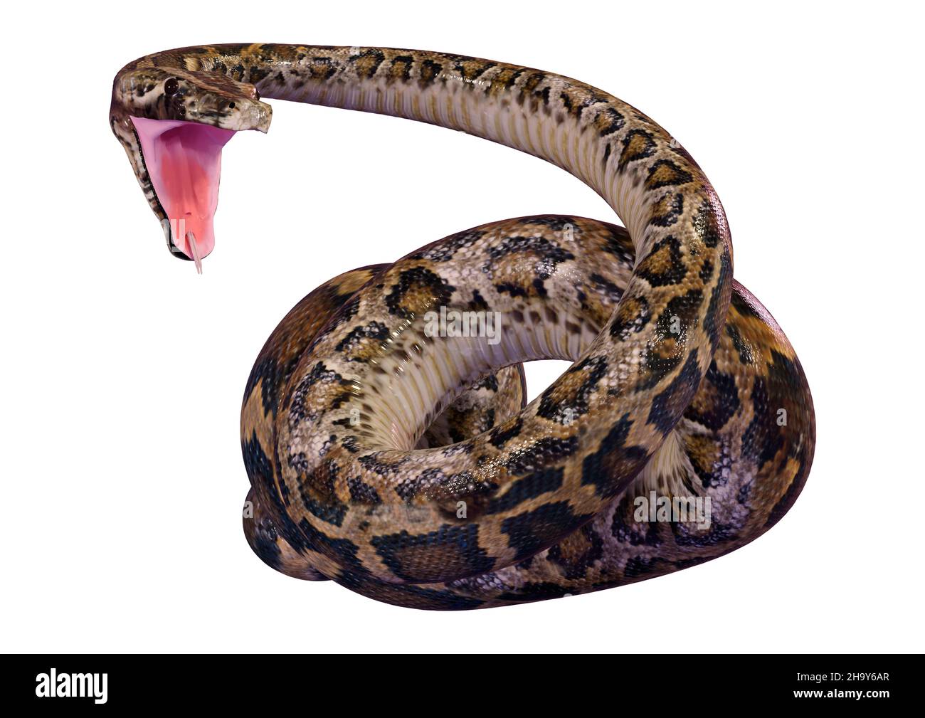 3D rendering of a Burmese python or Python bivittatus, one of the ...