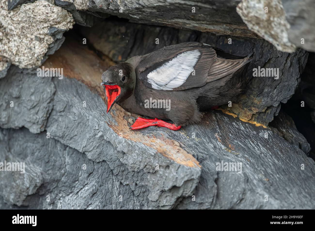 Rock habitat hi-res stock photography and images - Alamy