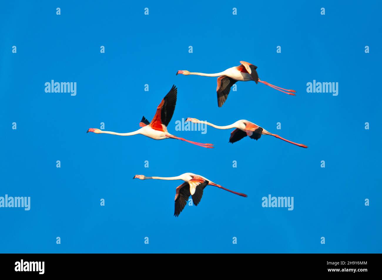 Greater flamingo group ebro delta hi-res stock photography and images ...