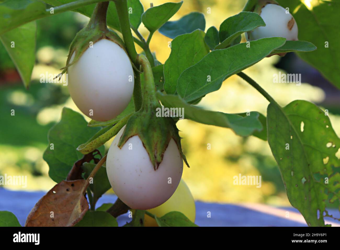 White brinjal/eggplant growing in a pot/vegetable/balcony Stock Photo ...