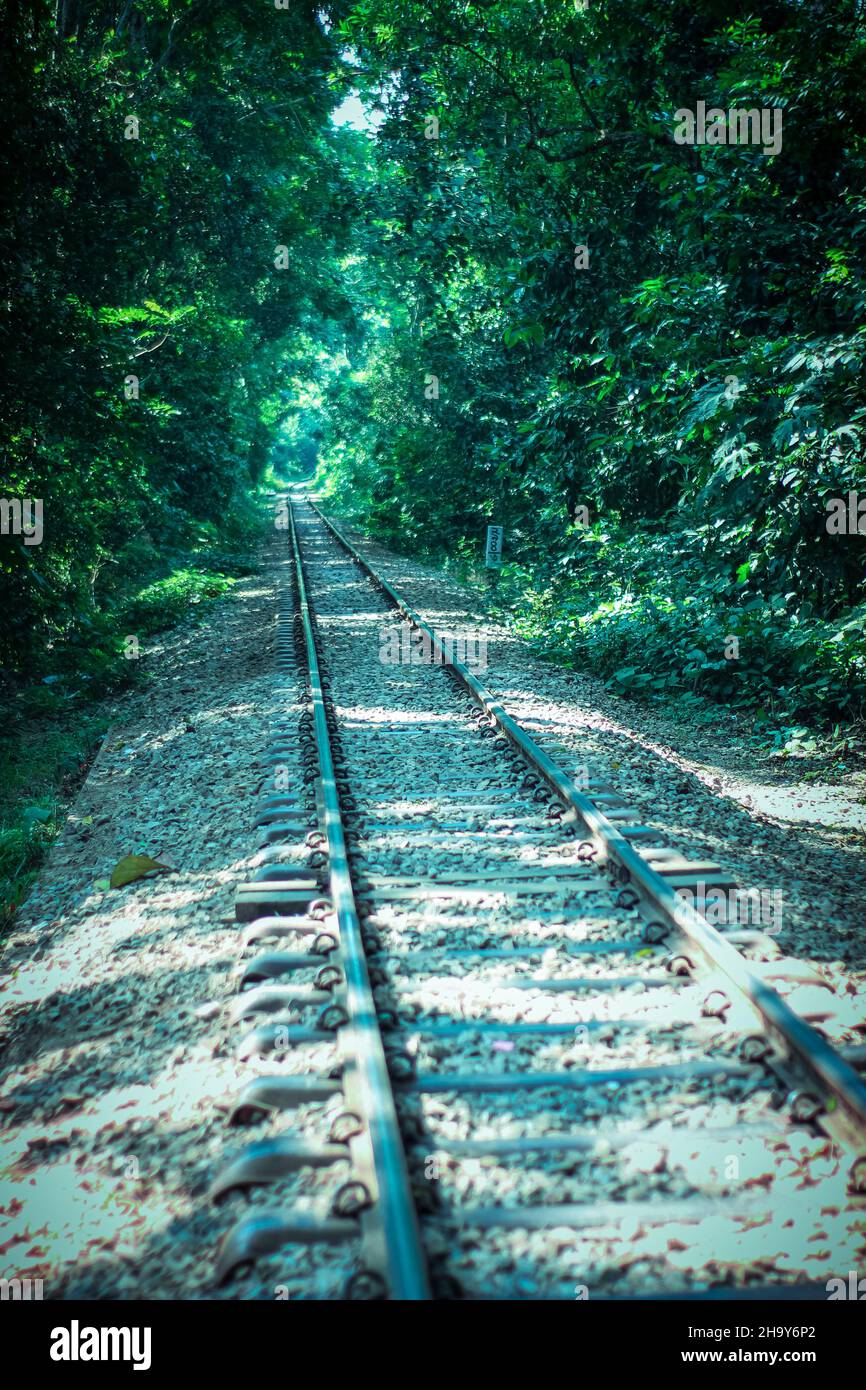 The beautiful railway in the forest Stock Photo - Alamy