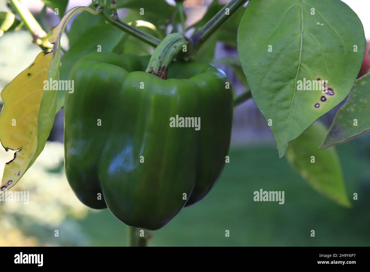 Fresh/organic capsicum/bell pepper growing in a pot/vegetable/balcony ...