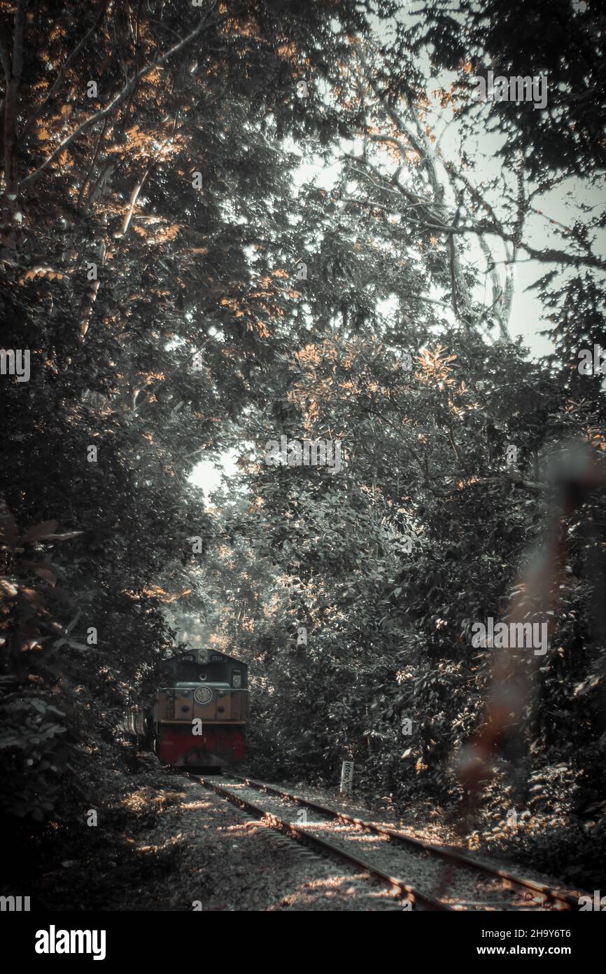 The beautiful train in the forest Stock Photo - Alamy