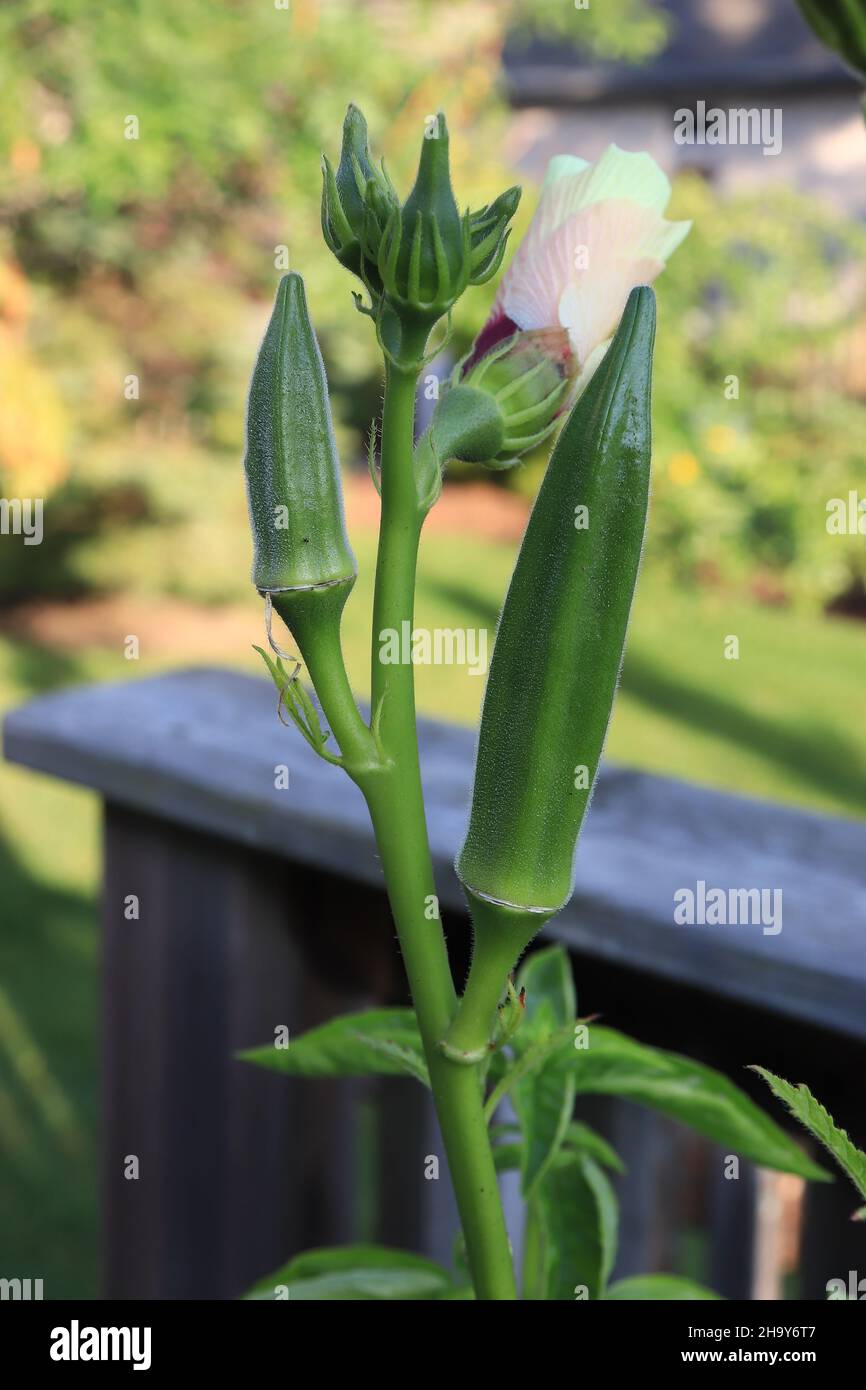 Ladies' fingers/ Okra/ Ochro in a flower pot/vegetable/balcony garden ...