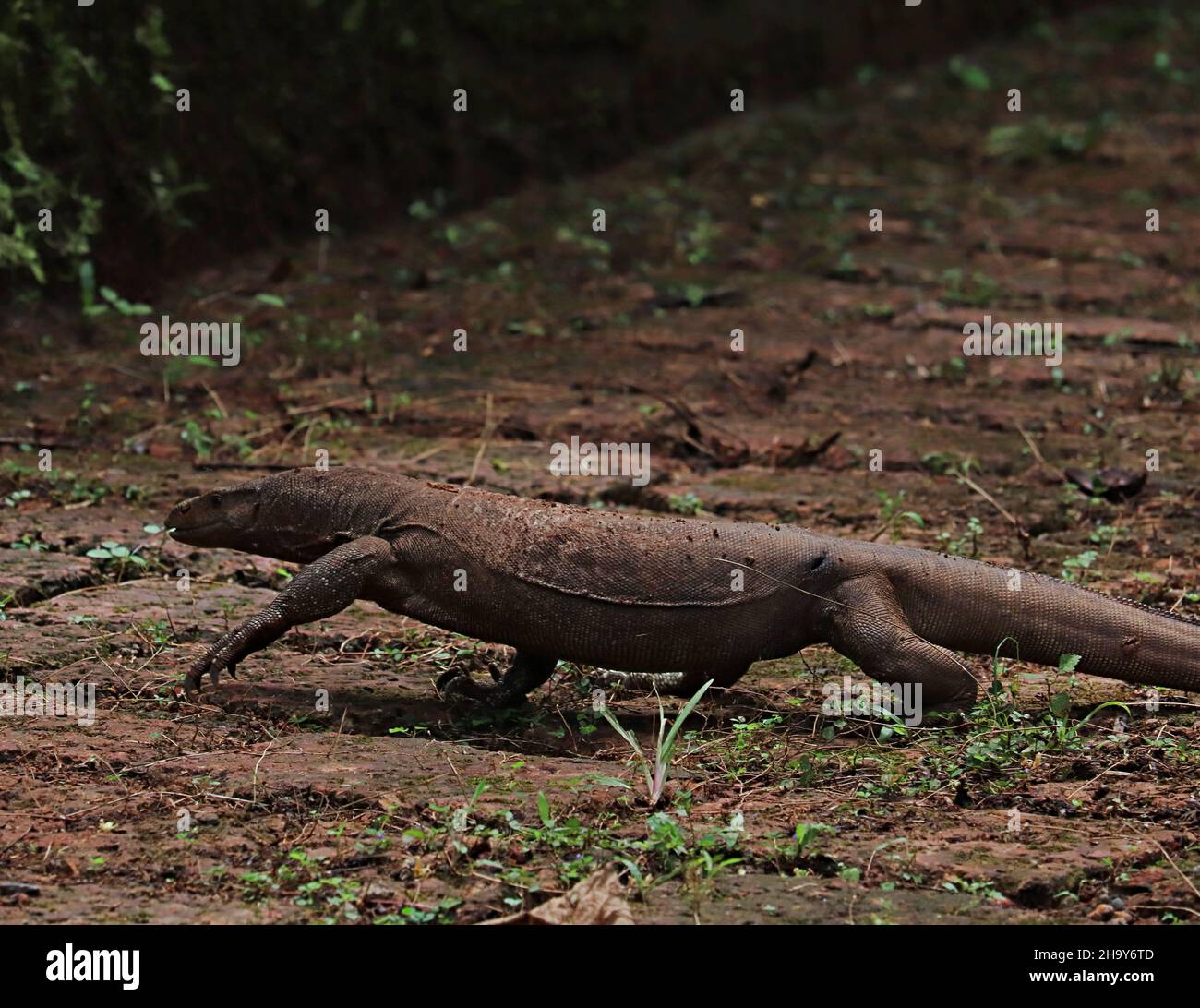 The Bengal monitor (Varanus bengalensis)/Common Indian Monitor/kerala ...