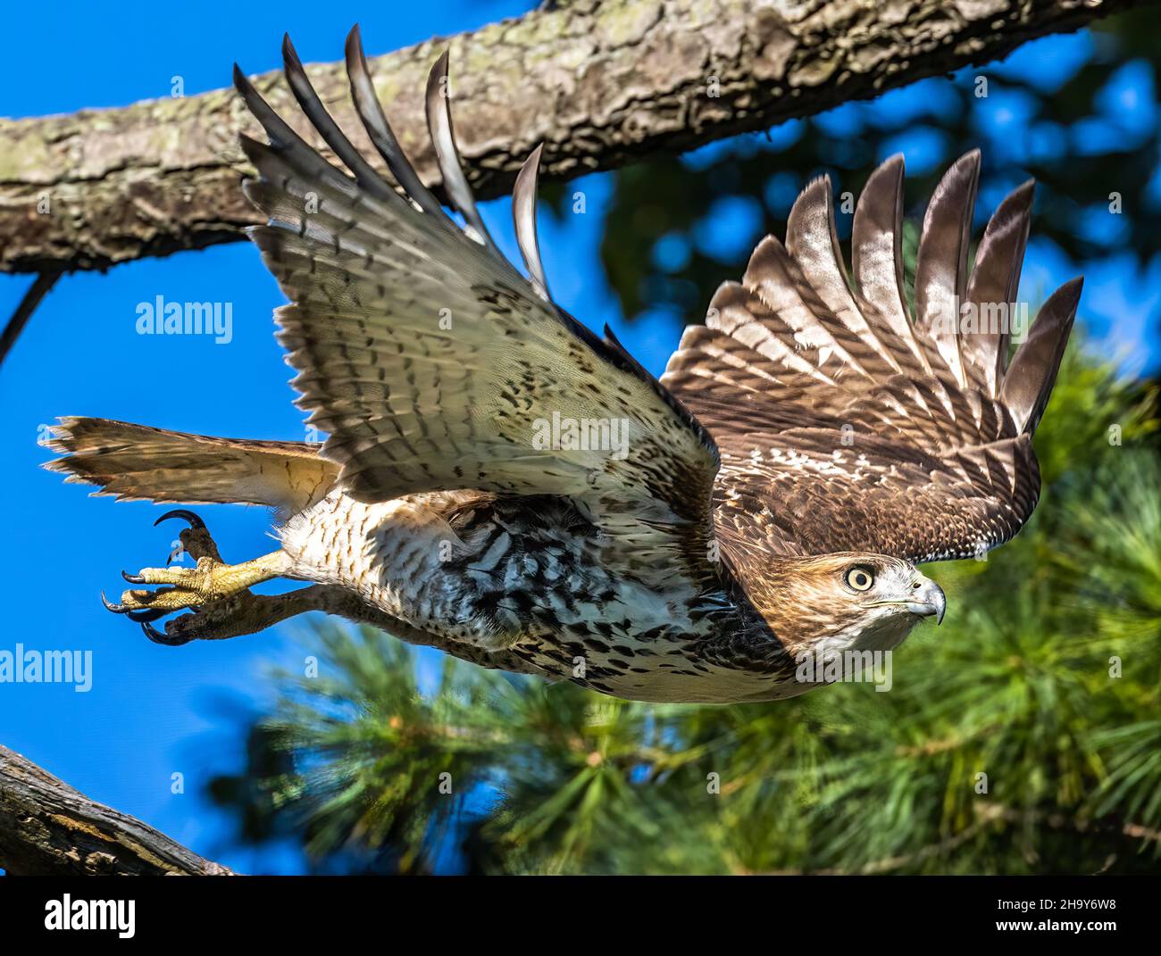 Closeup shot of a buzzard on the flight Stock Photo - Alamy