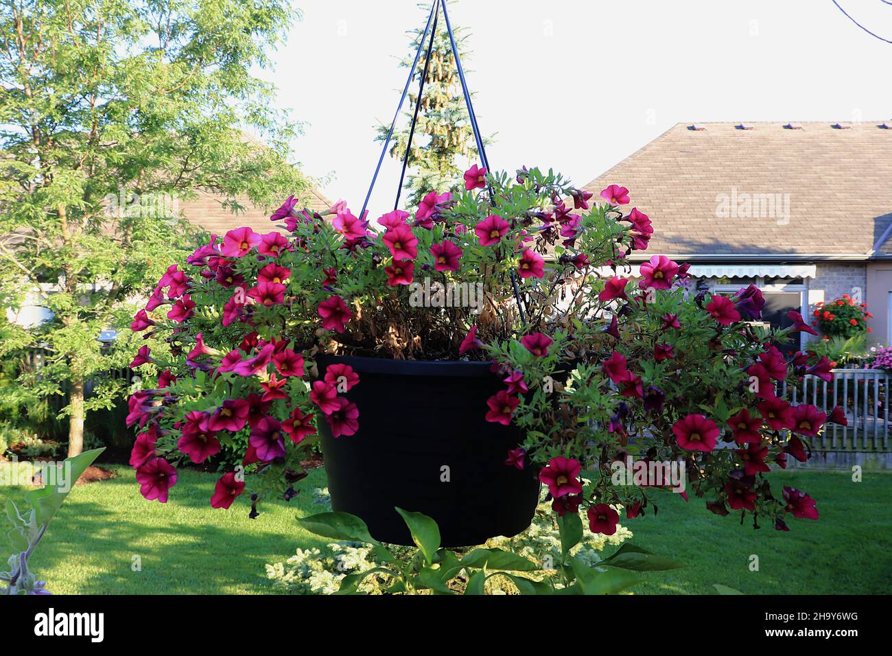 Million Bells/Calibrachoa in a hanging flower pot/Canada Stock Photo ...
