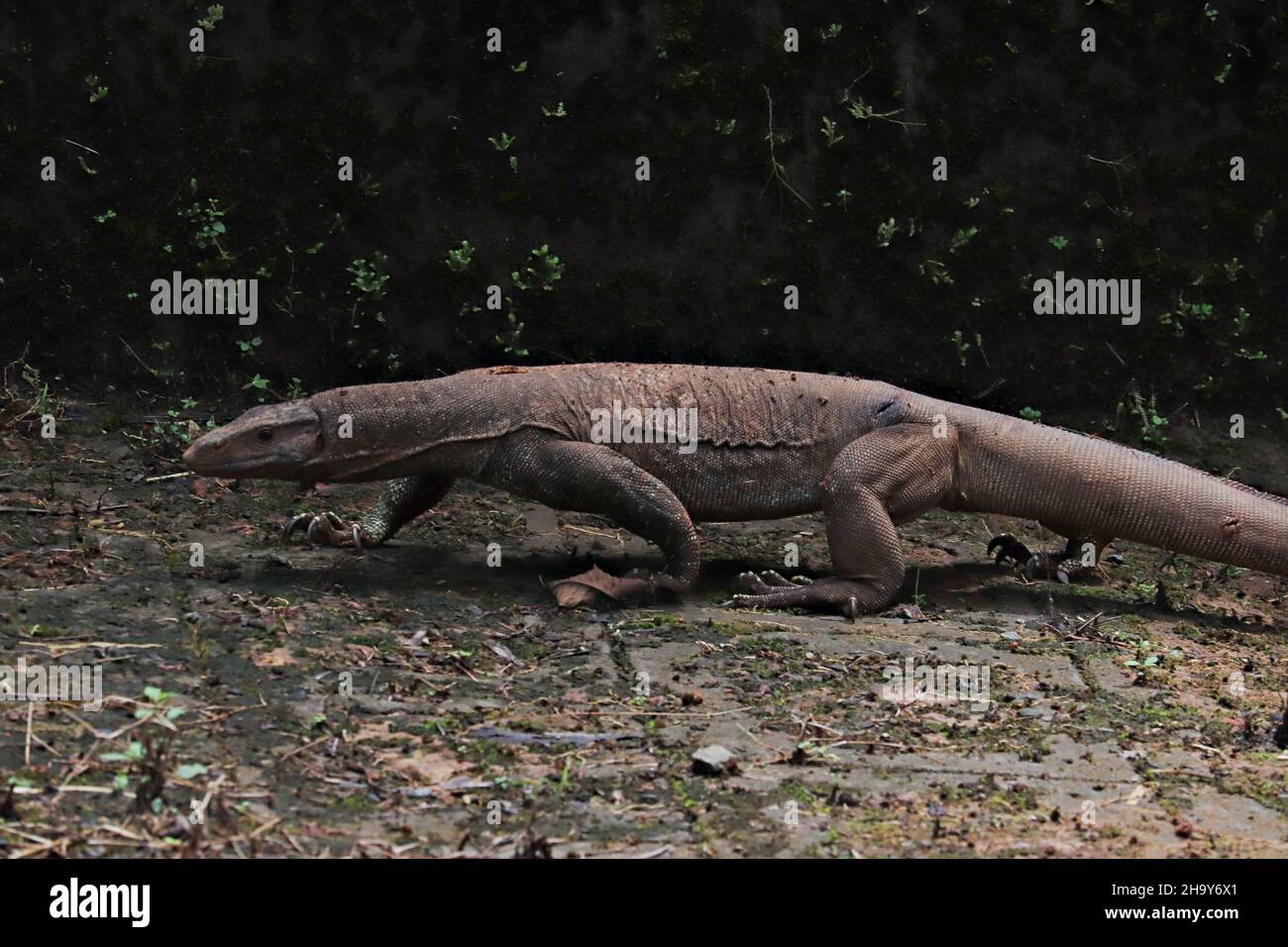 The Bengal monitor (Varanus bengalensis)/Common Indian Monitor/kerala ...