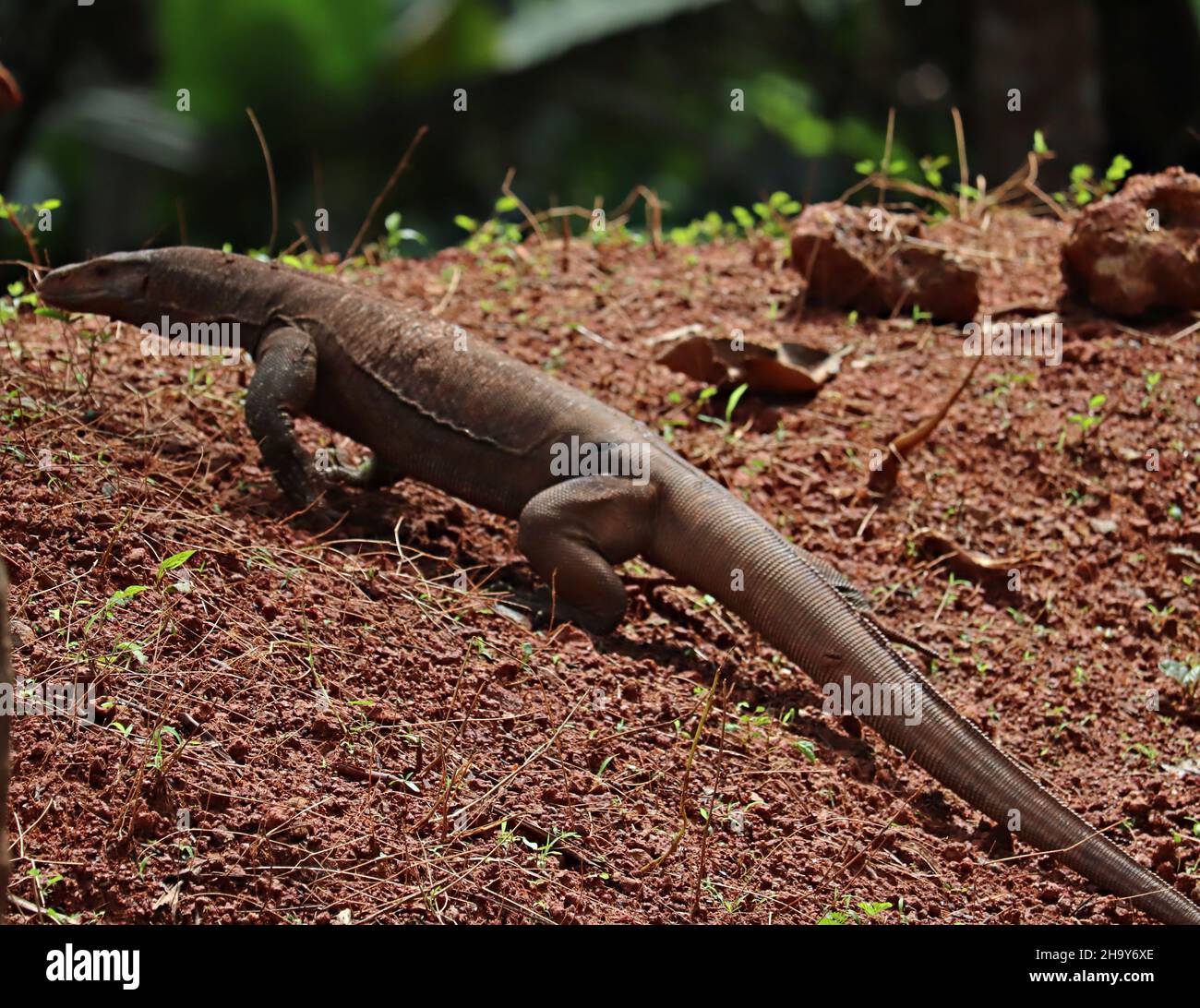 The Bengal monitor (Varanus bengalensis)/Common Indian Monitor/kerala ...