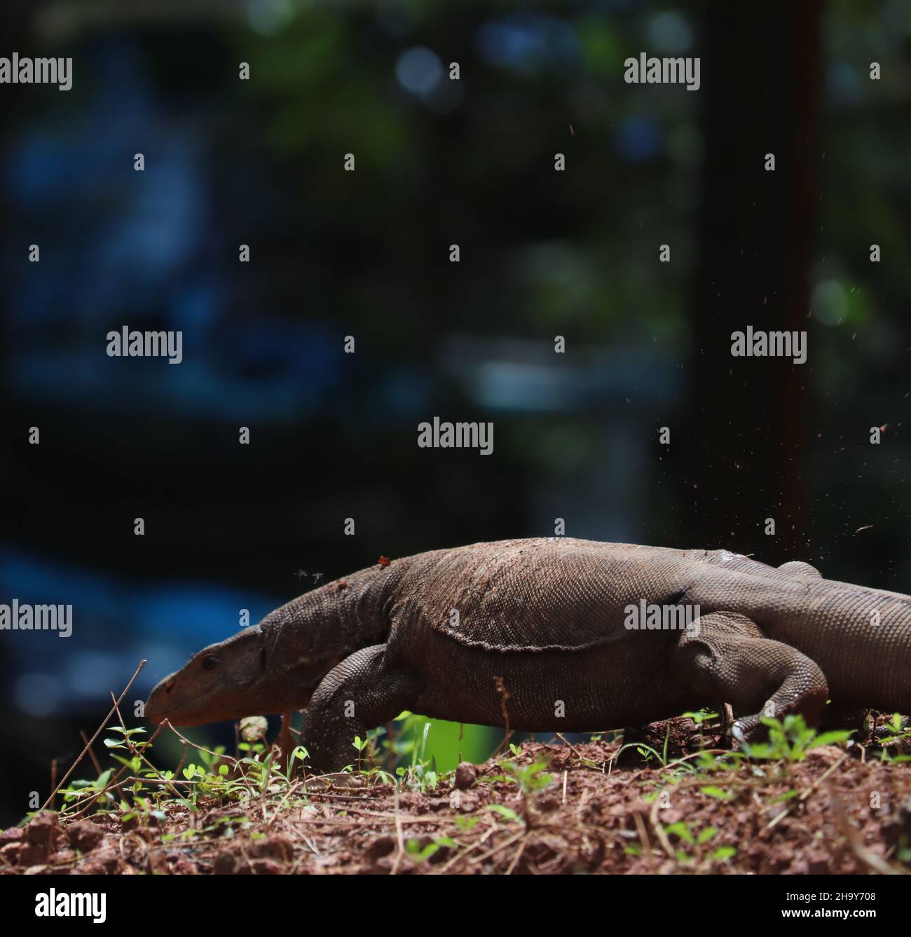 The Bengal monitor (Varanus bengalensis)/Common Indian Monitor/kerala ...