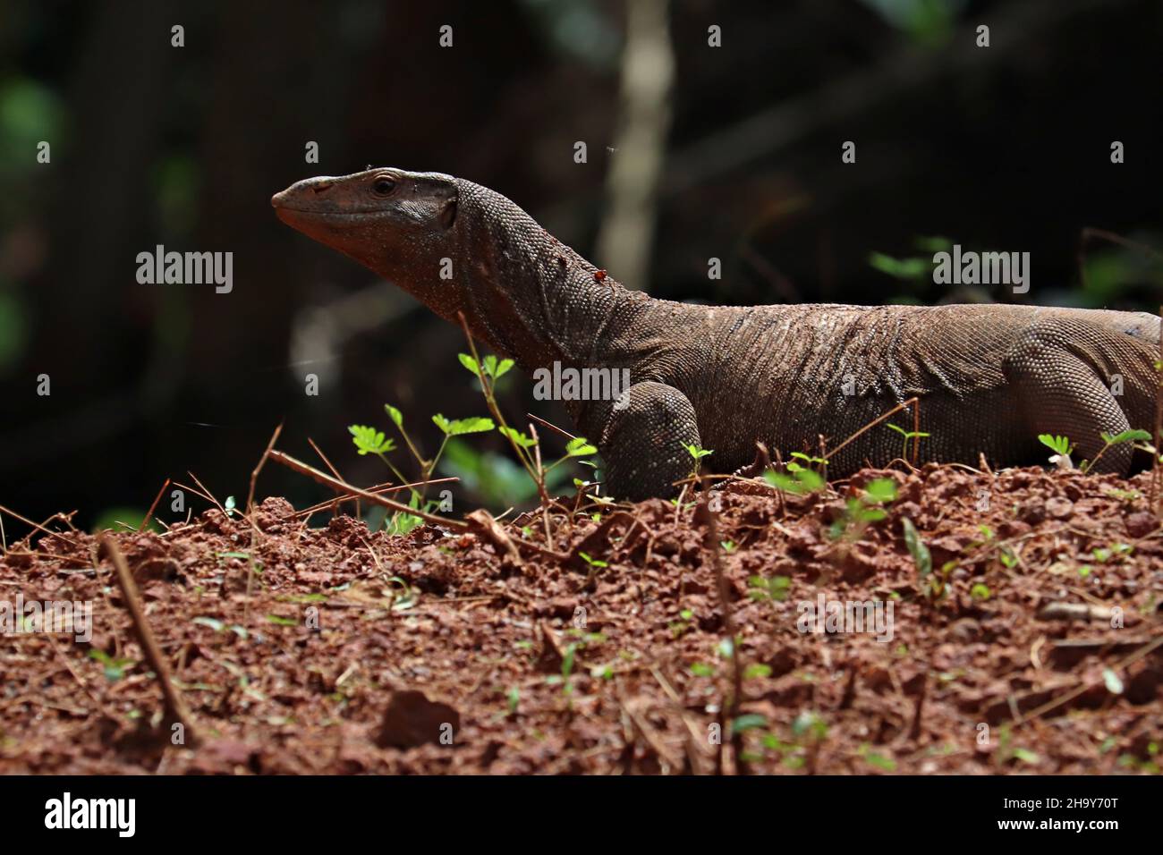 The bengal monitor varanus bengalensis common indian monitor kerala hi ...