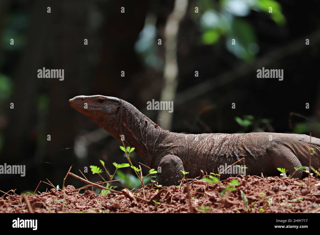 The Bengal monitor (Varanus bengalensis)/Common Indian Monitor/kerala ...