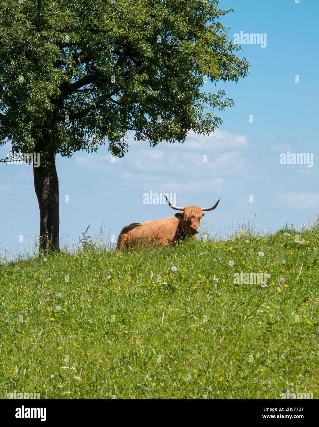 Highland Cattle, Cattle, Cow, free-range, pasture, meadow, grazing, sky ...