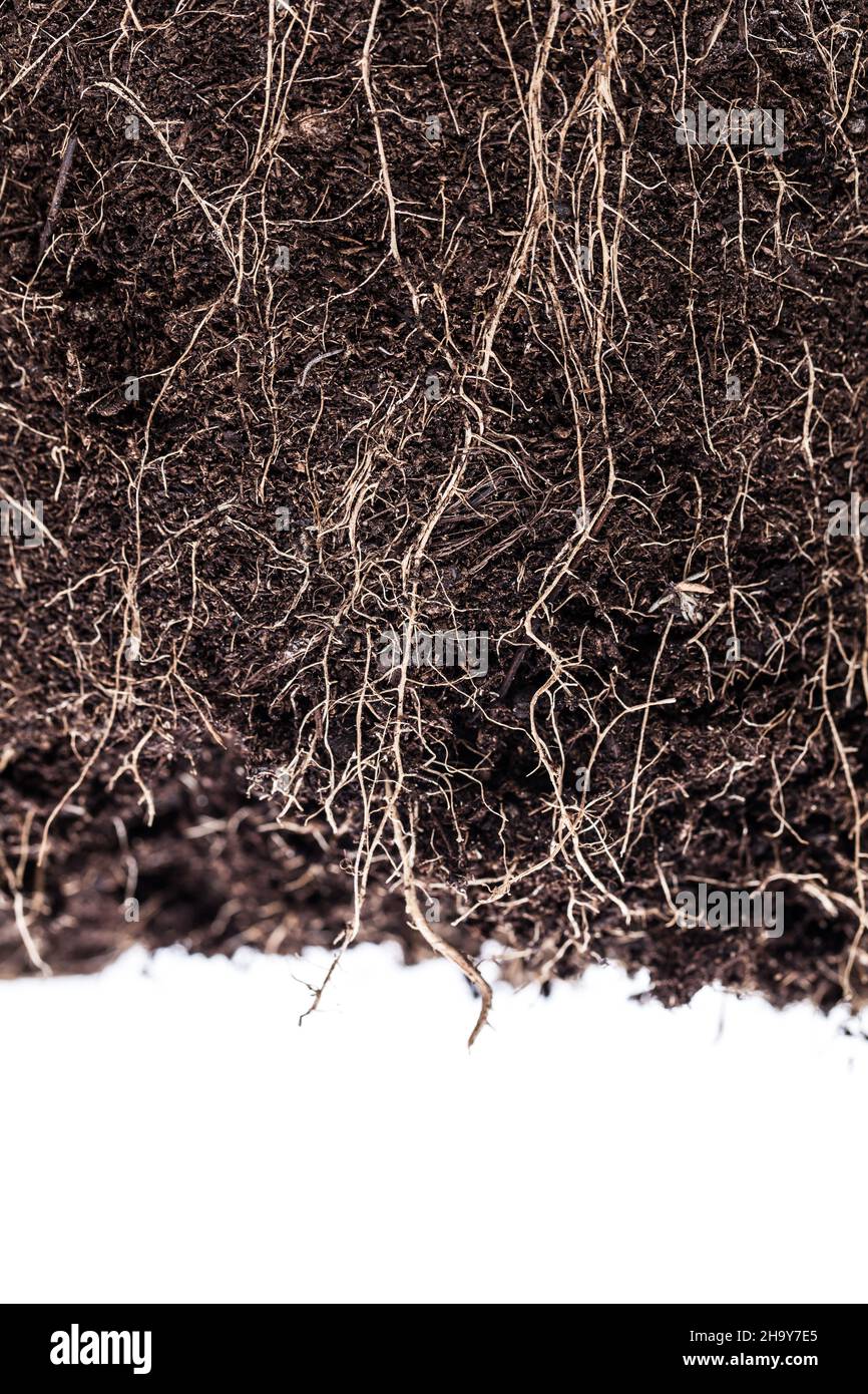 Hanging roots hi-res stock photography and images - Alamy