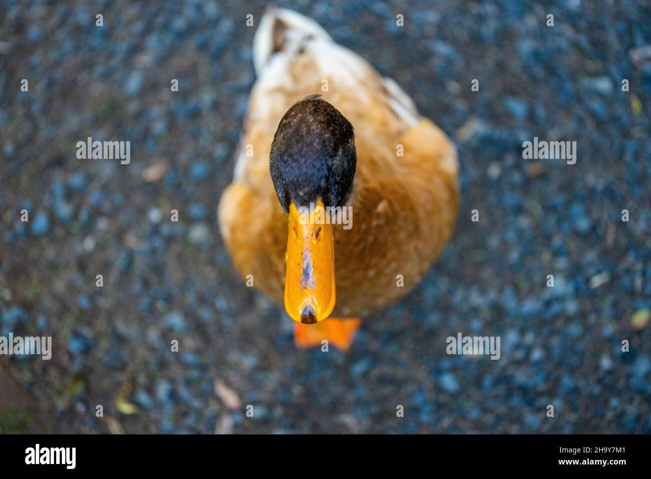 Top-view of a duck standing on the ground Stock Photo - Alamy
