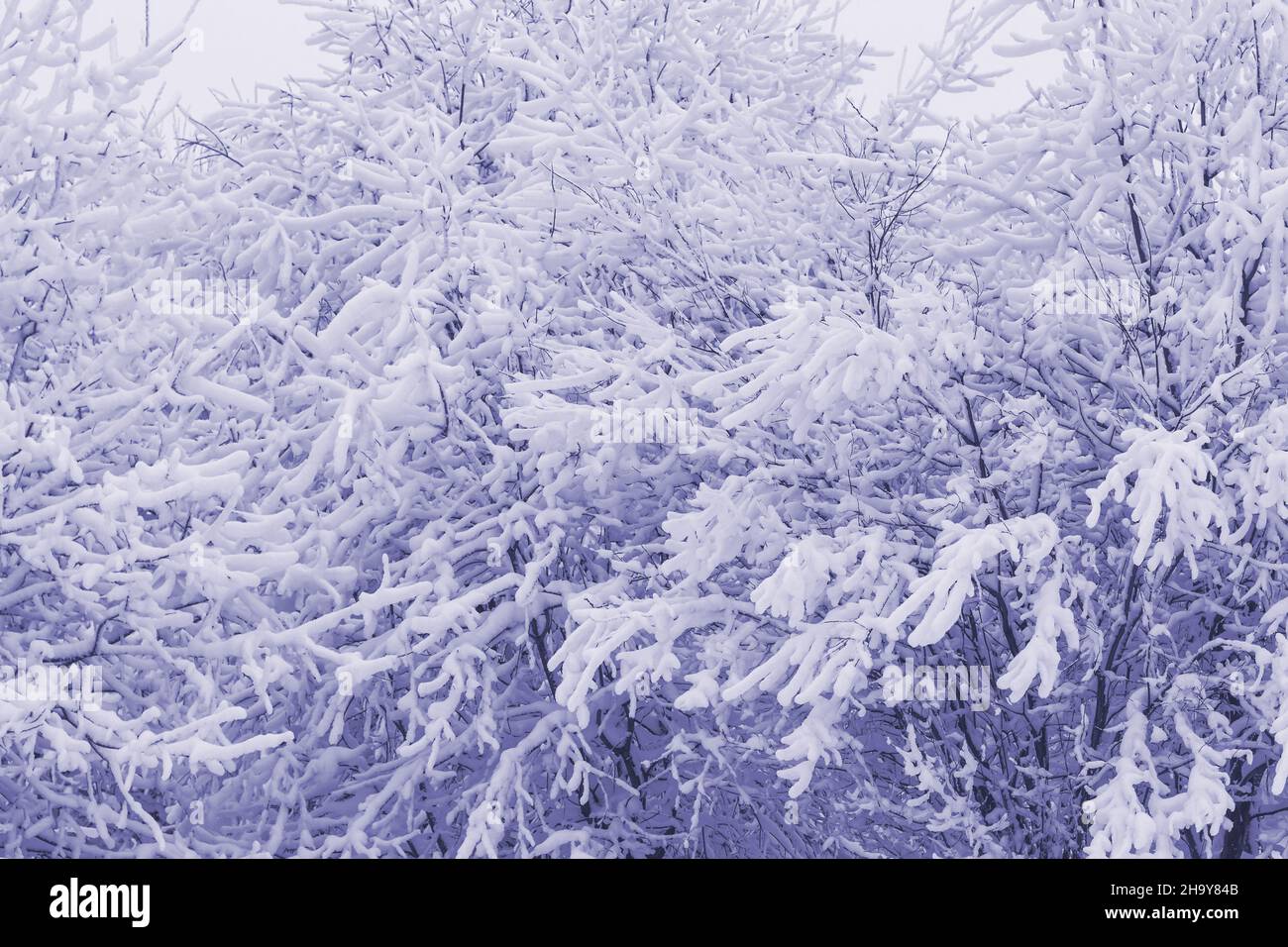 Snow and rime ice on the branches of bushes, winter background with ...