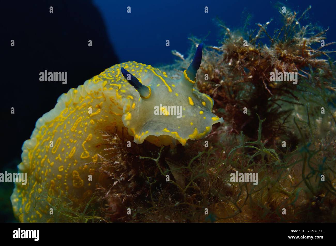 Gelb-violette Sternschnecke, Regal Sea Goddess, Felimare picta Stock ...