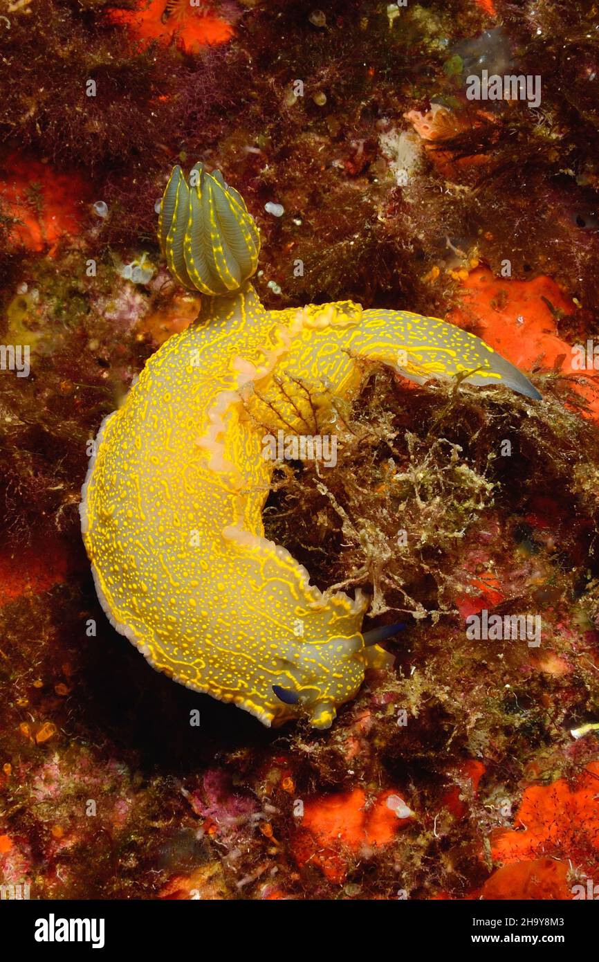 Gelb-violette Sternschnecke, Regal Sea Goddess, Felimare picta Stock ...