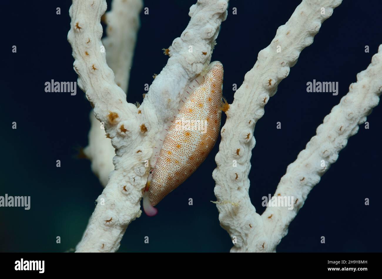 Gorgonien hi-res stock photography and images - Alamy